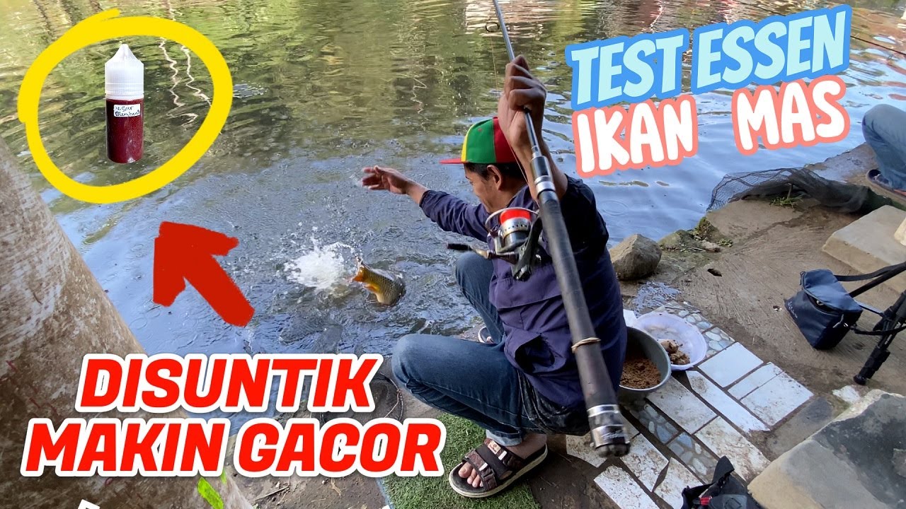 DISUNTIK MAKIN GACOR!! Test Oplosan Essen Ikan Mas di Pemancingan Lomba ...