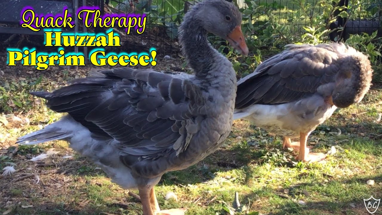 A Day In The Life Of Beautiful Pilgrim Geese (Ok, It's 6 Minutes Quack ...