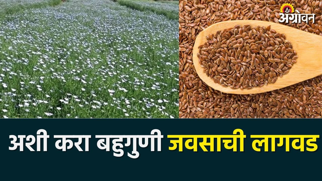 Linseed Cultivation : जवस लागवडीसाठी आवश्यक गोष्टी |Agrowon - YouTube
