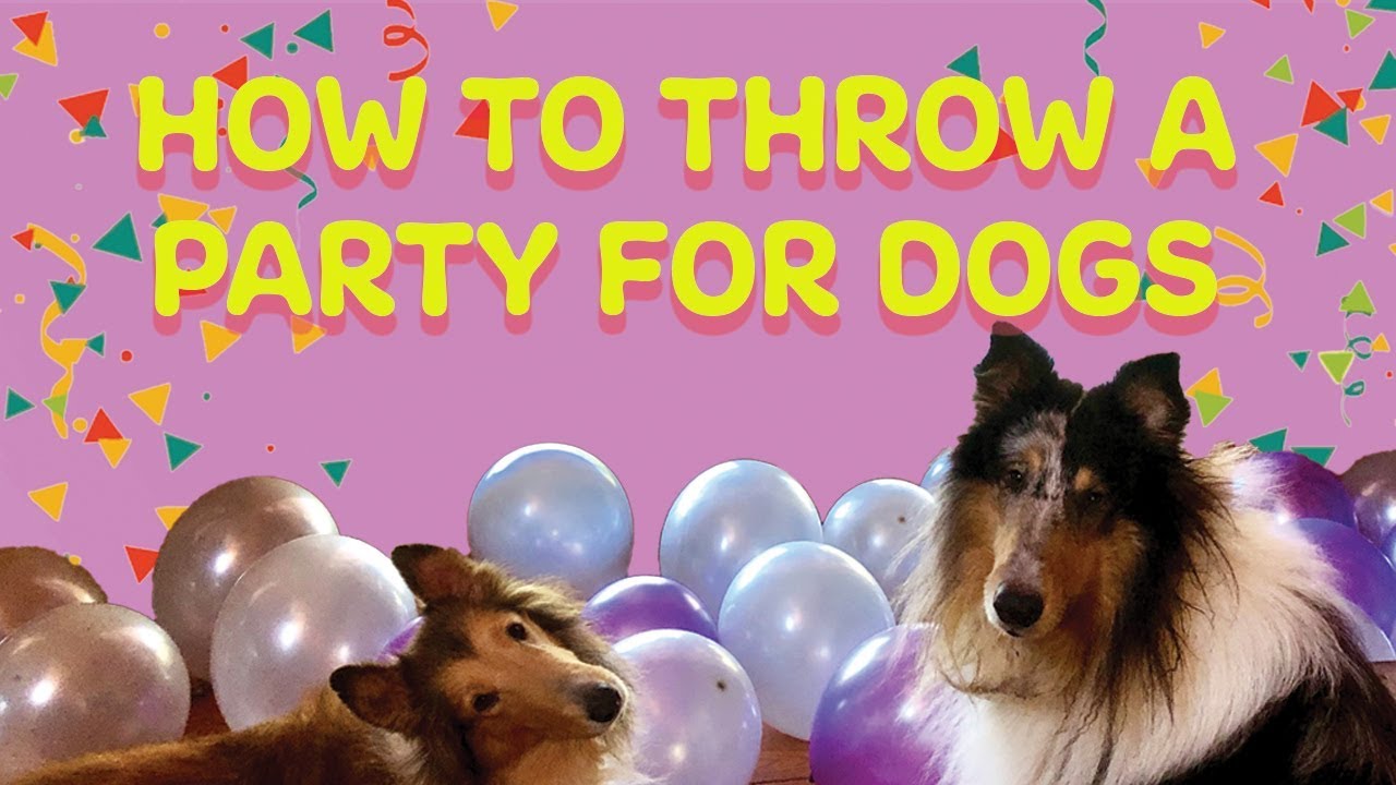 How To Throw A Party For Your Dog YouTube How To Throw A Party For Your Dog YouTube