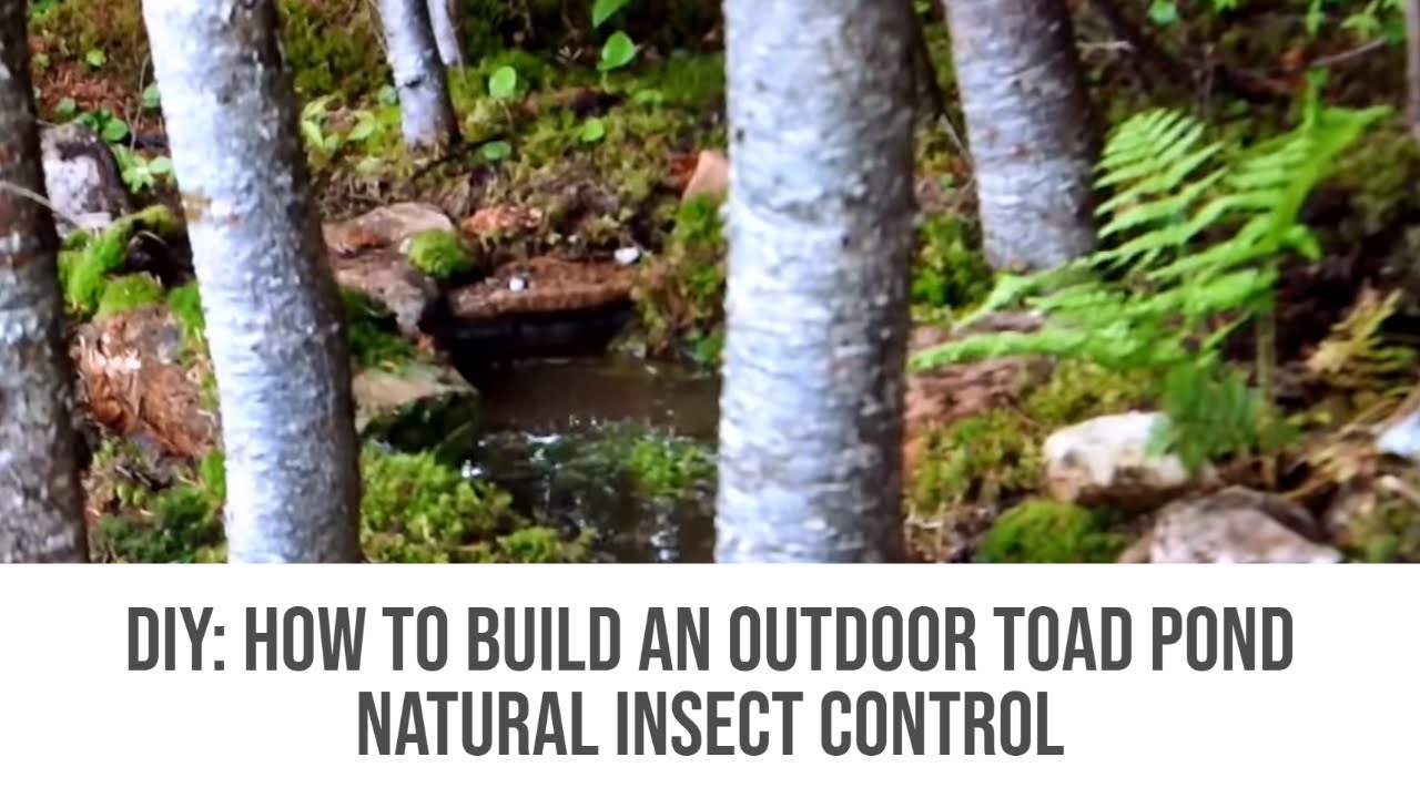 DIY - Easy to Build Toad Pond - How To Build a Toad Pond In Your Garden ...