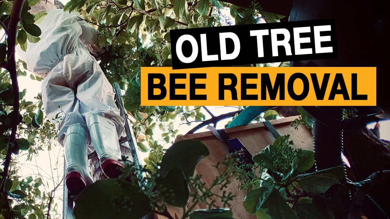 Remove Bees From An Old Tree (Beekeeping Journey Continues) - YouTube
