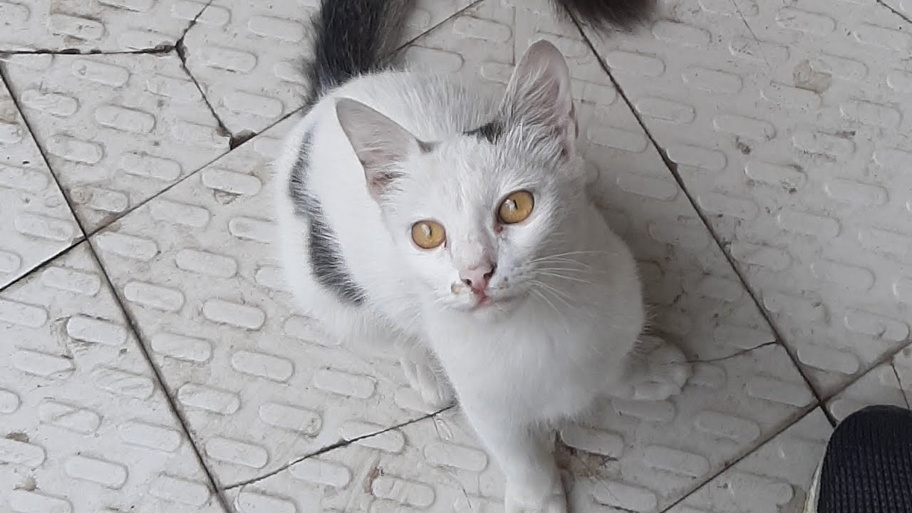 White kitten playing! - YouTube