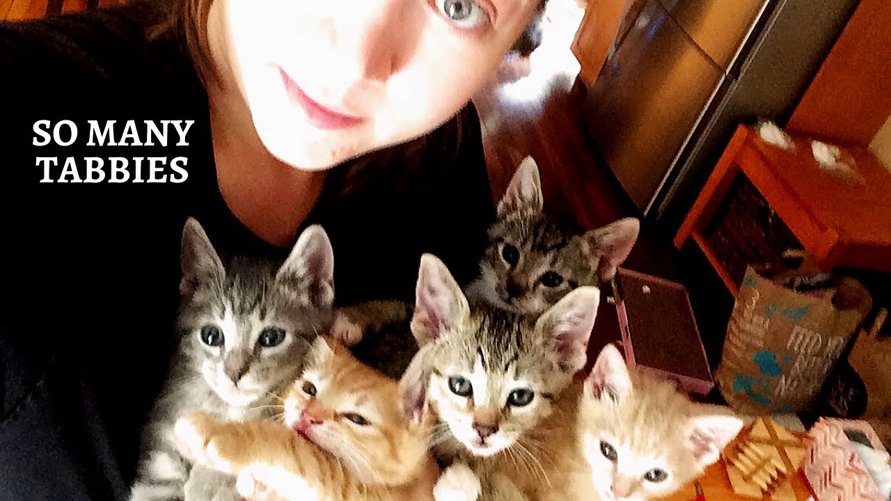 Five Tabby Kittens Playing - Beautiful Rainbow of Tabby Kittens! - YouTube