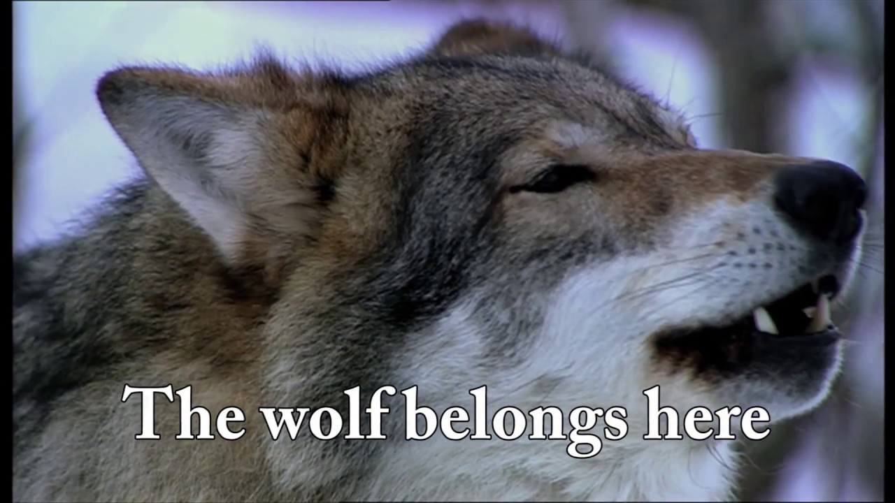 Stop the wolf hunt! - YouTube