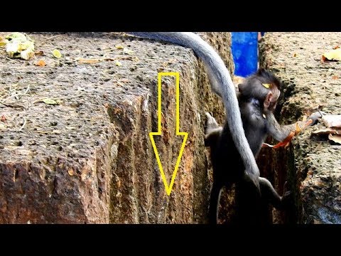 Baby Monkey Timo Fall & Stuck In Between The Rock Because Mom Careless ...