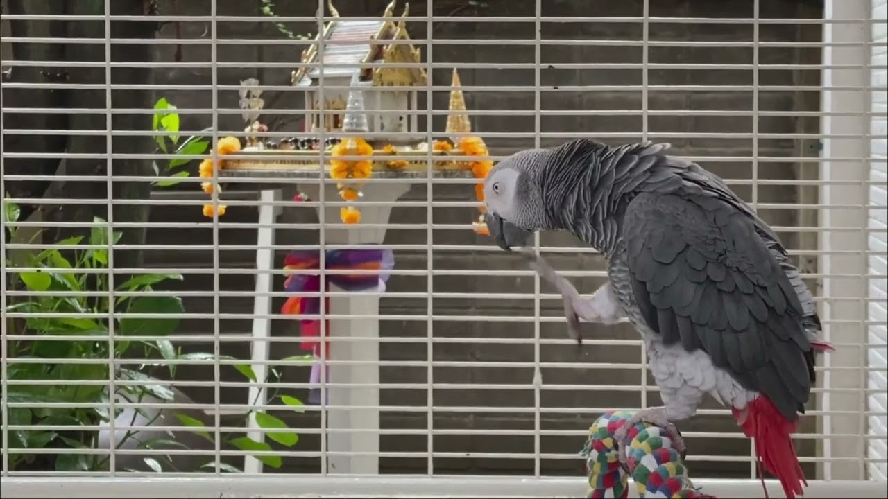 beautiful African gray parrot - 30 min African gray parrot singing ...