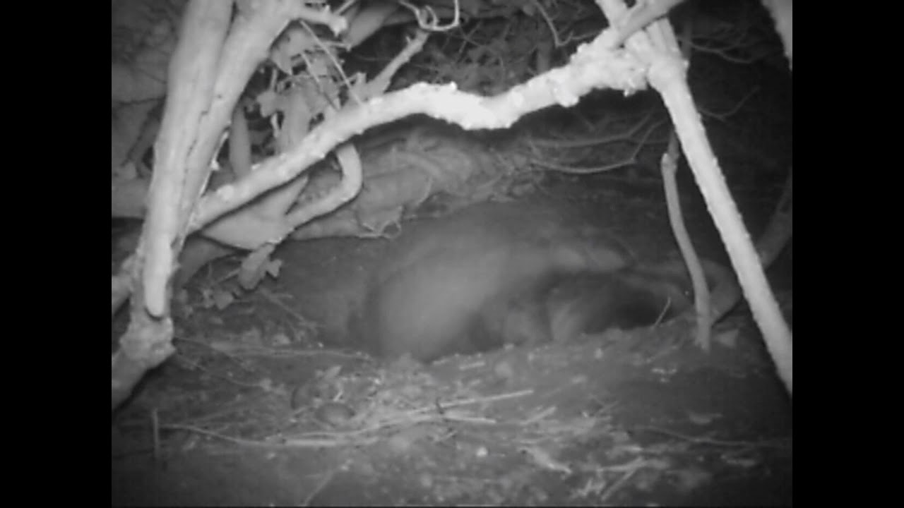 Badger Mating - YouTube