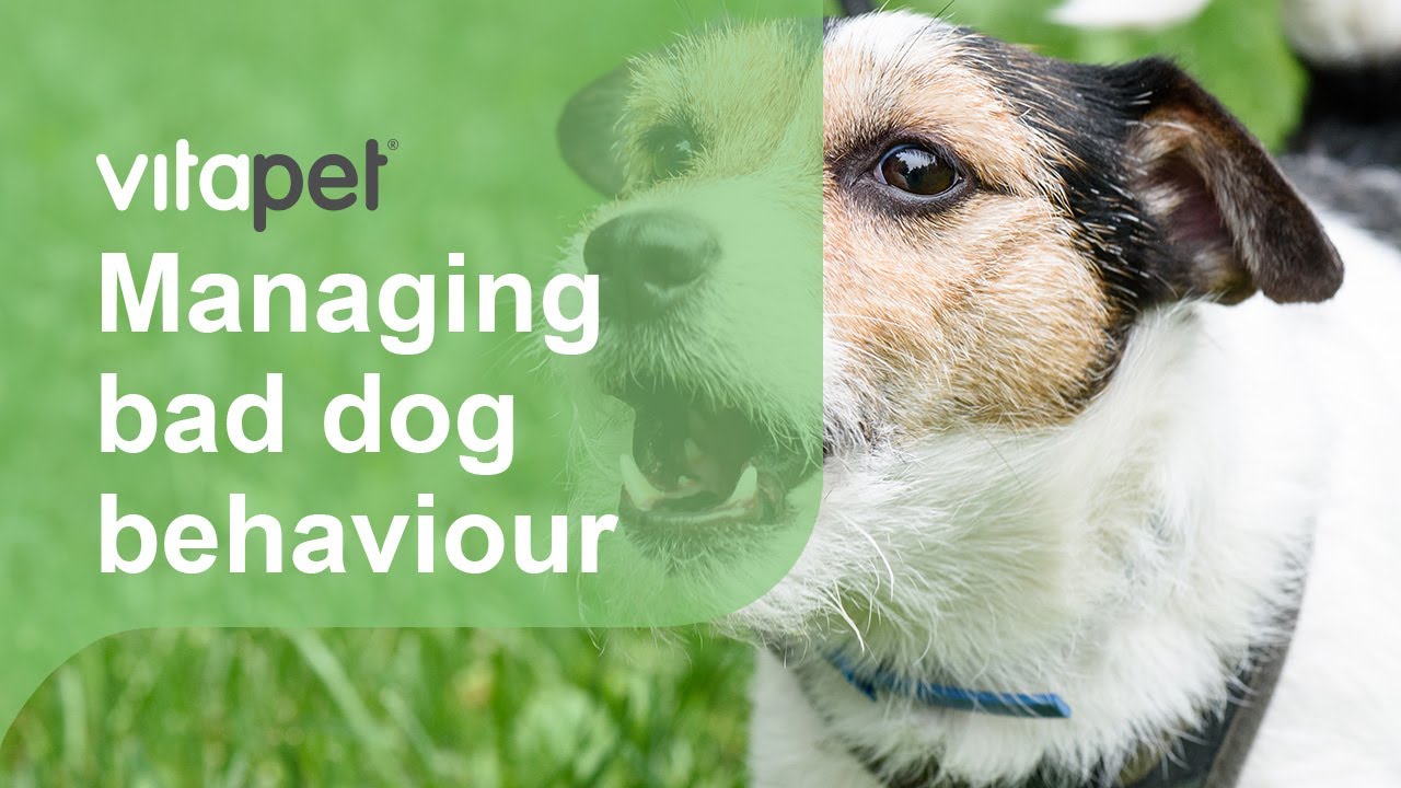 Dog Behaviour: Growling, barking and problem behaviour - YouTube