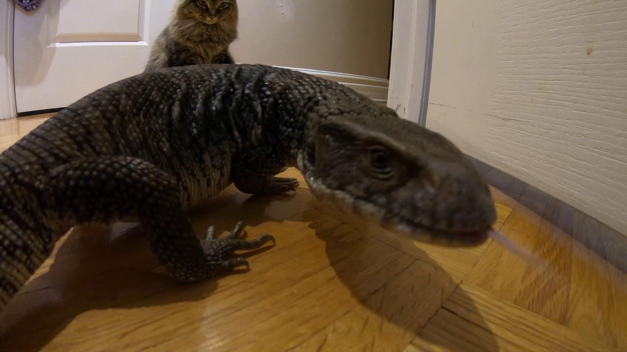 Lizard view - YouTube