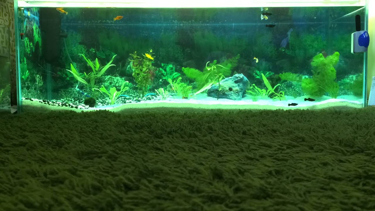 Aquarium 250l tank - YouTube