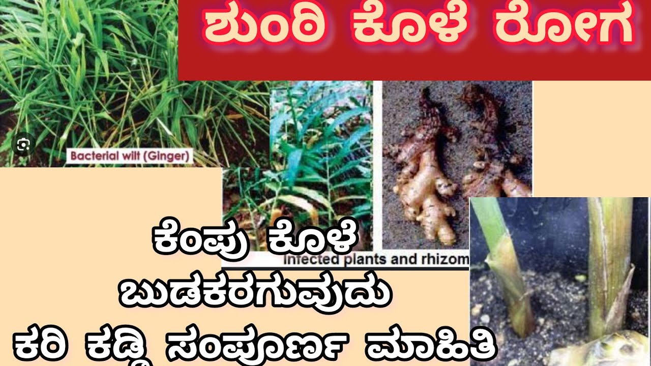 ಶುಂಟಿ ಕೊಳೆರೋಗ ಕಾರಣ ನಿಯಂತ್ರಣ ಹಾಗೂ ಪರಿಹಾರ/ Ginger Root Rot!-Soft rot ...
