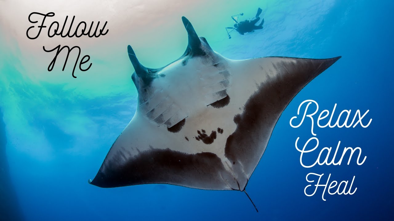 2021 MANTA RAY-Graceful, relaxing, soothing music to help focus or ...