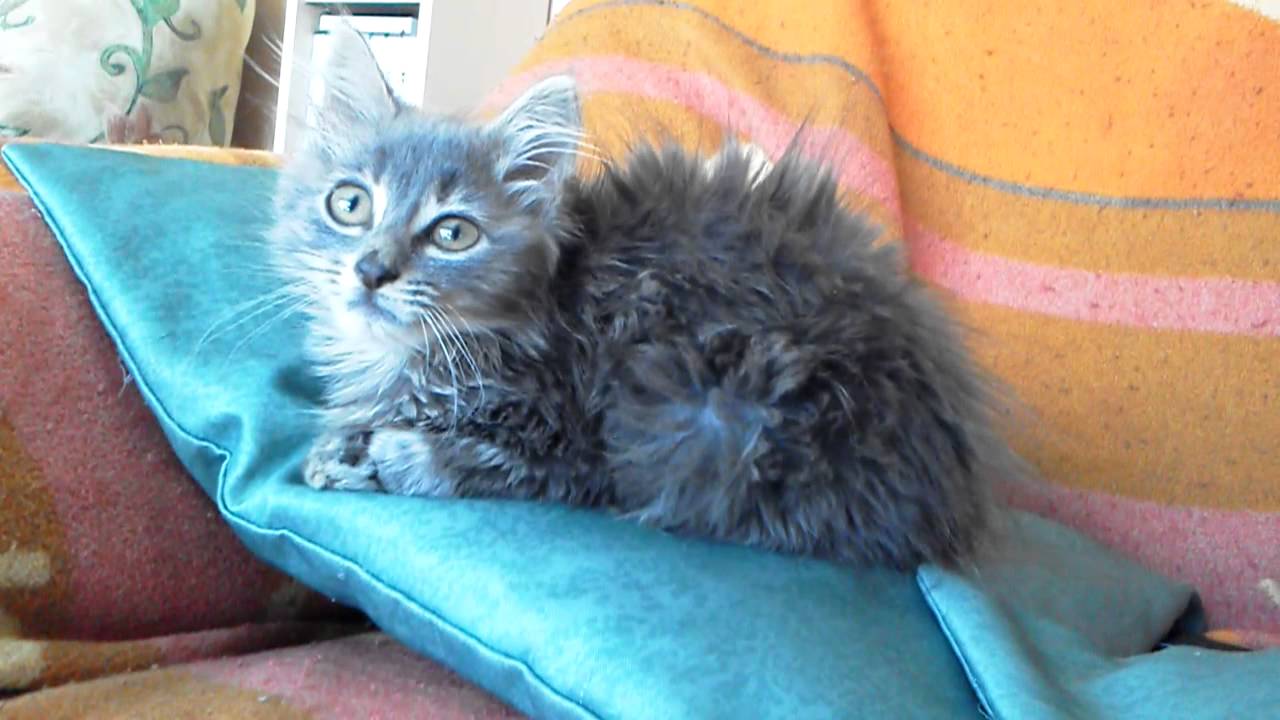 Chaton trop mimi - YouTube