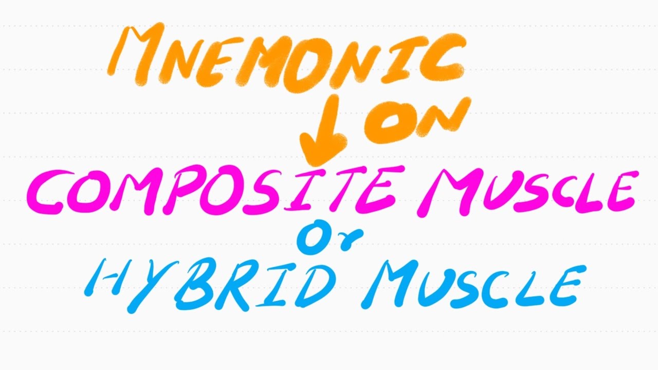 Mnemonic on Composite or Hybrid Muscles must watch - YouTube