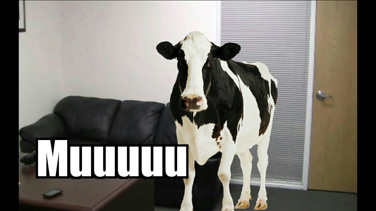 ENTREVISTA A UNA VACA - YouTube