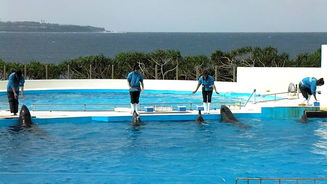 Dolphin show in Okichan Theater, Ocean Expo Park, Okinawa, Japan - YouTube