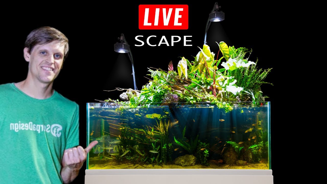 Aquascaping with Serpa Design @ Aquashella [Live 2021 Chicago] - YouTube