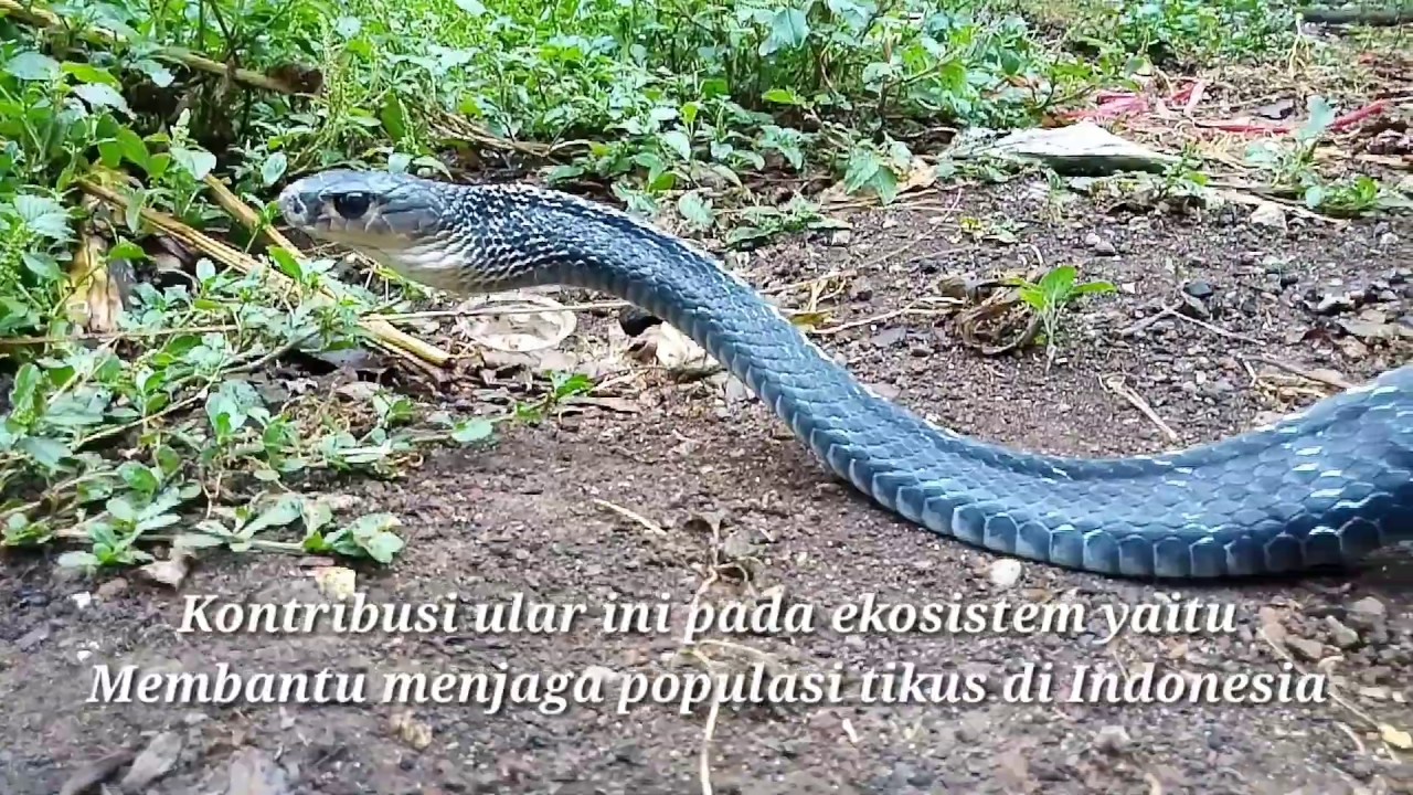 ULAR KING KOROS - YouTube