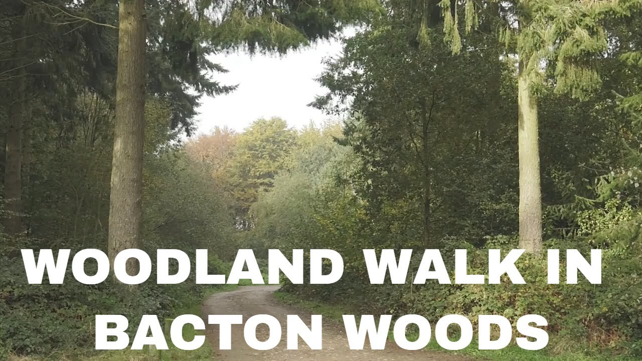 An autumnal walk in Bacton Woods - YouTube