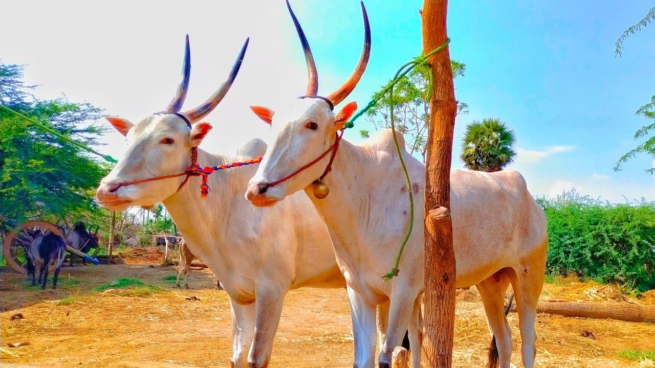 hallikar Bulls Bathing | running Bull | rekla kalai | race Bull ...
