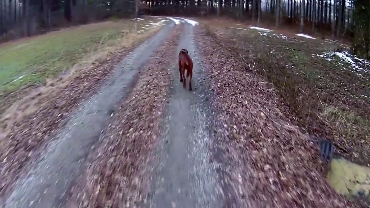 Redbone Coonhound Dog Running in the Woods - YouTube