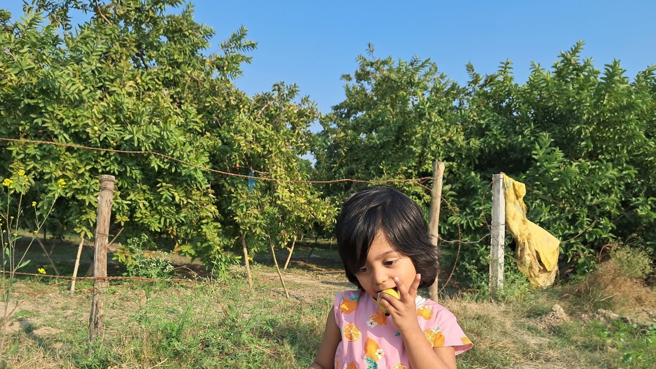 Guava farms in my hometown/Eating and visiting guava land 🍈/Trip to my ...