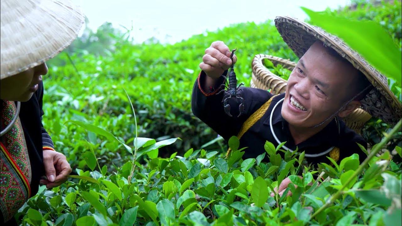 Dwarf family discovers giant python laying eggs in their garden ...