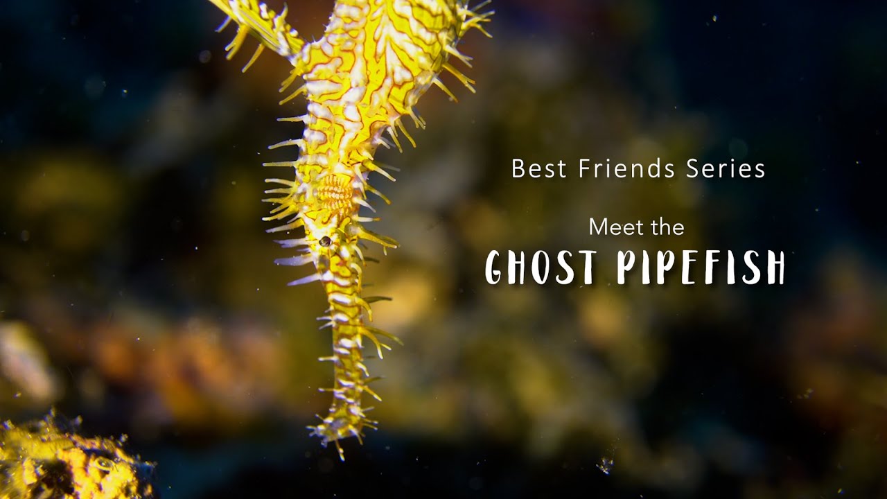 Meet the Ghost Pipefish - Best Friends Series - YouTube
