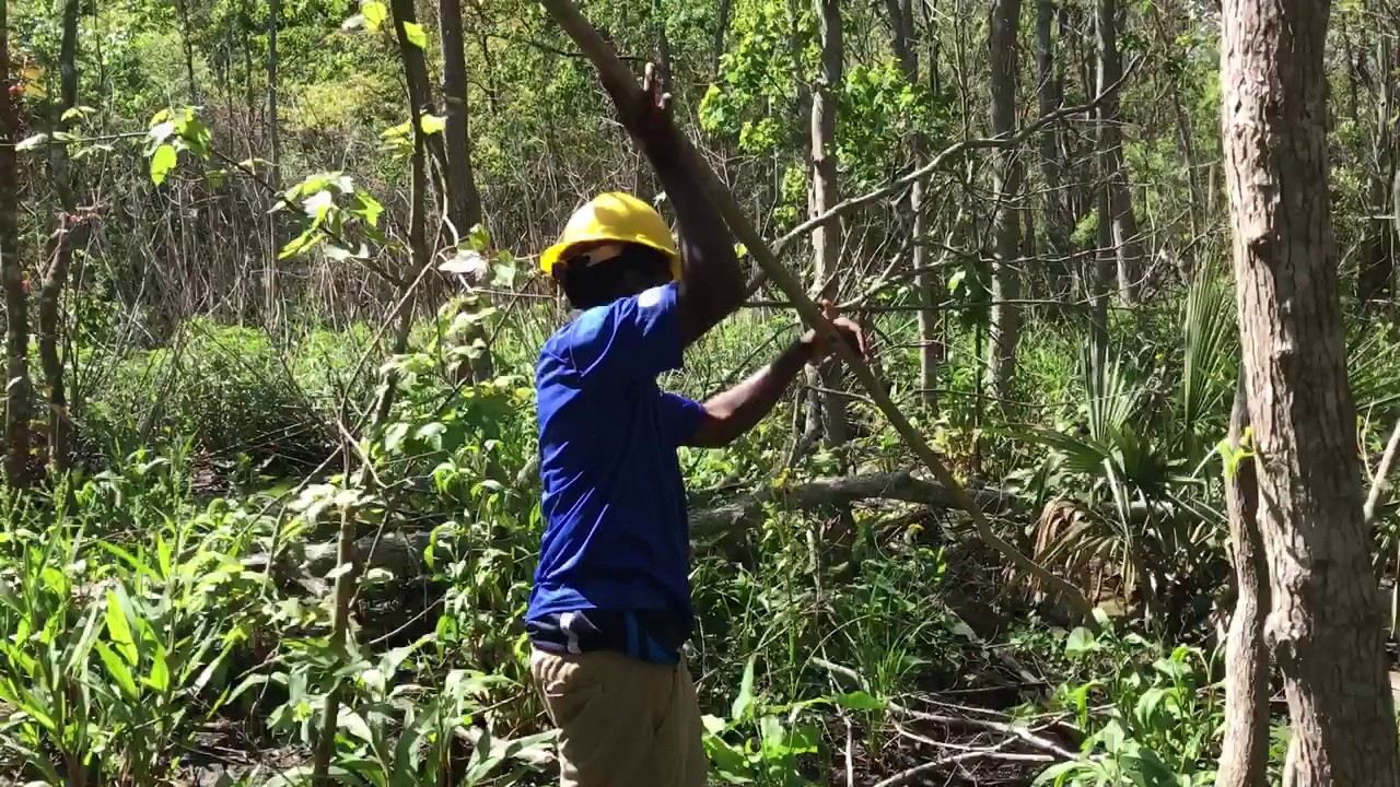 Coastal AL Conservation Corp-new perspectives on popcorn tree control ...