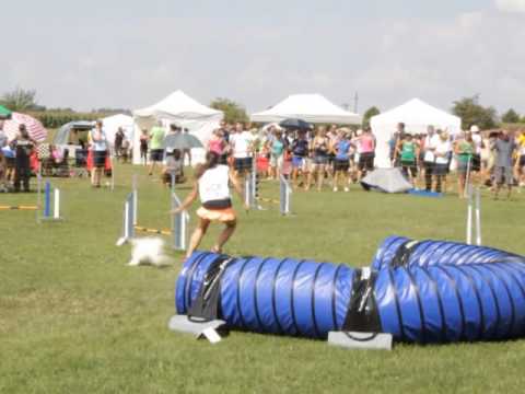 European Open Agility 2014 Hungarian Small Team - YouTube