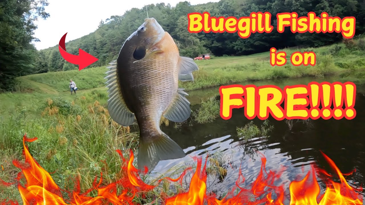 The Best DANG Bluegill FISHING East of The Mississippi!!! - YouTube