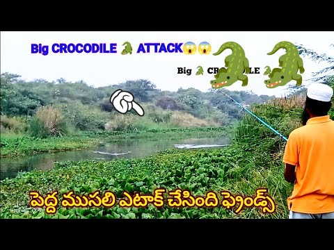 Amazing Snakehead fishes catching| with lucana frog|deep forest area ...