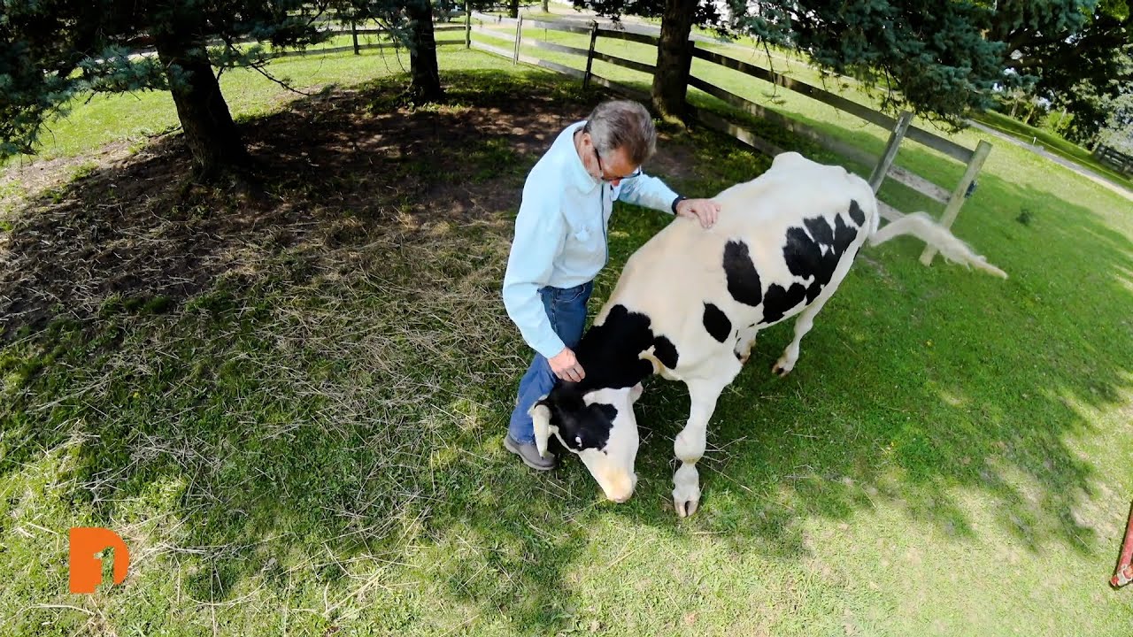 Barn Sanctuary, Michigan's only certified animal refuge, gives farm ...