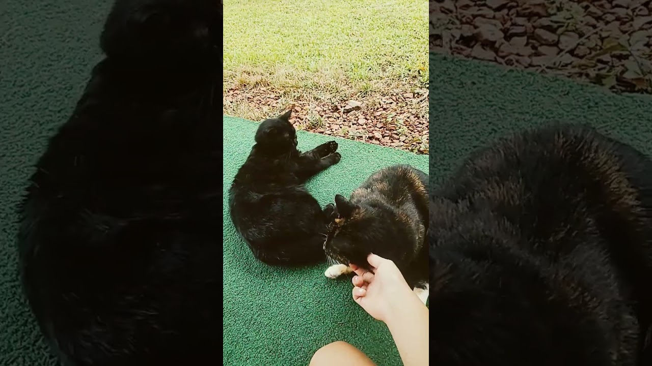 My Kittys Youtube