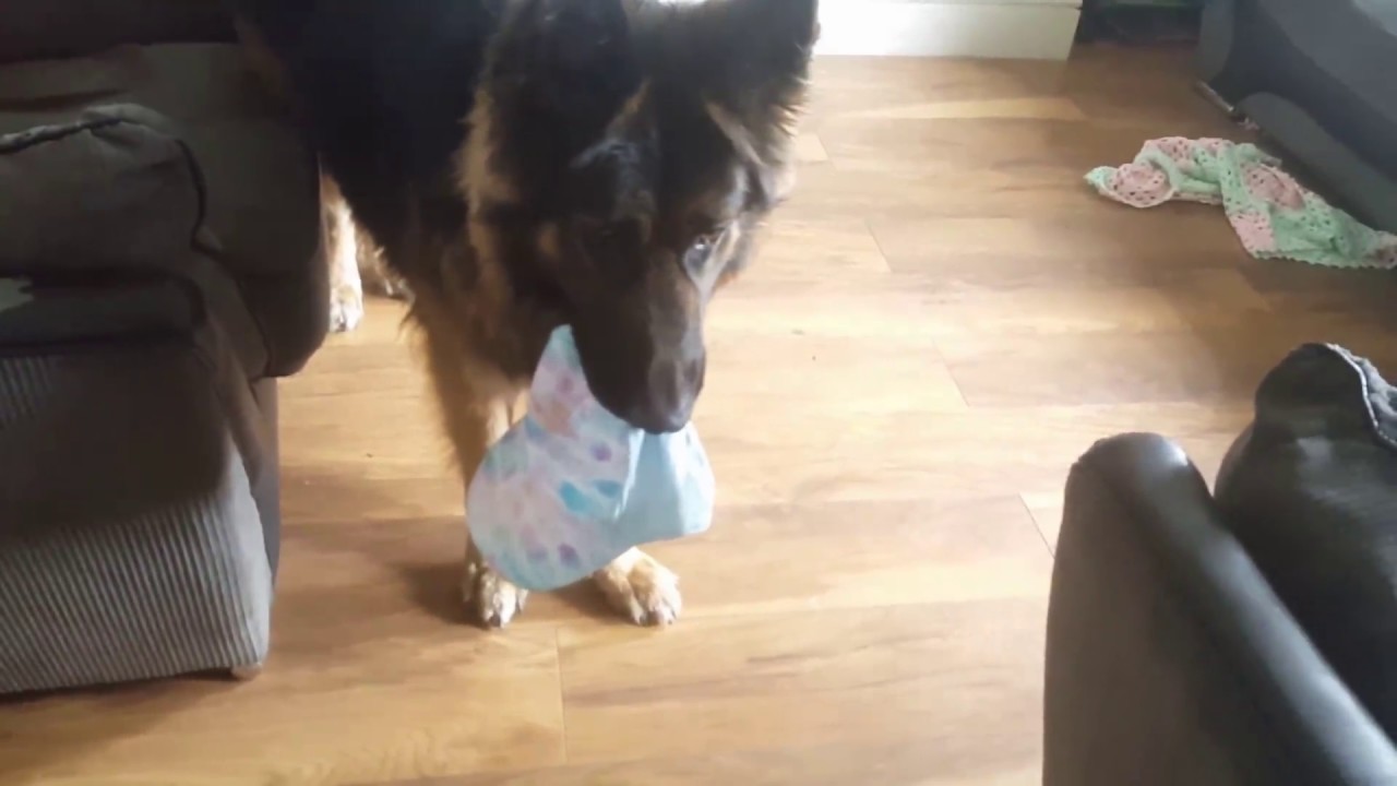Shadow teases poppy, watch what she does! Hilarious! - YouTube