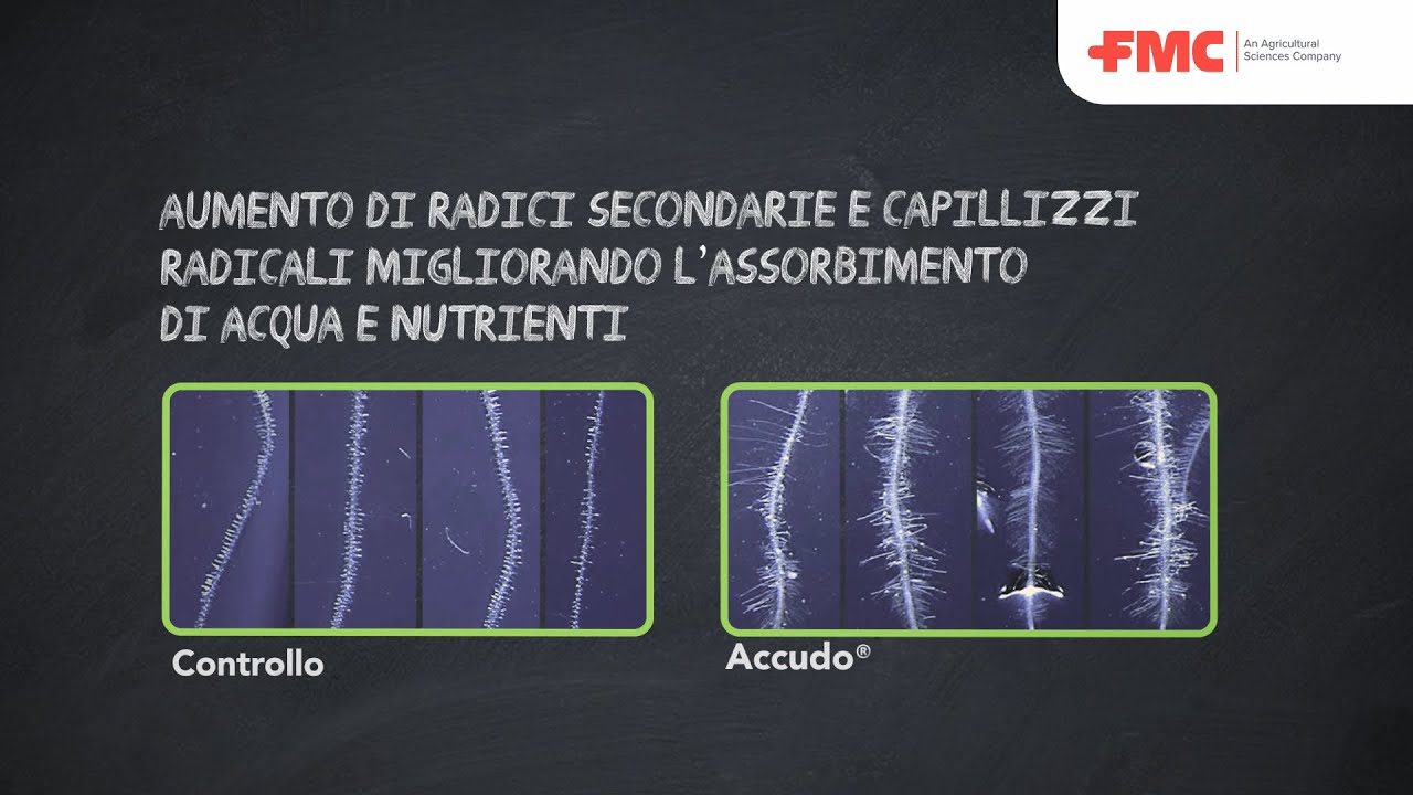 Accudo®: l'innovativa soluzione biostimolante FMC - YouTube