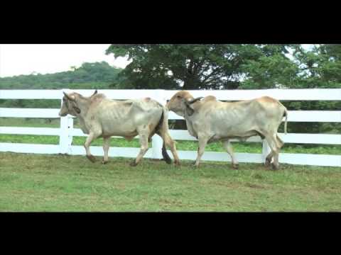 Lote 40 E4566 , E4530 - YouTube