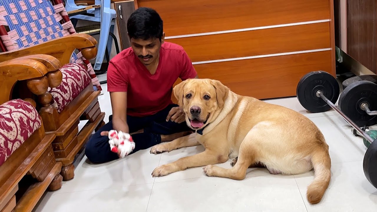 Labrador puppy reacts cute in the working of robot toy | Little John ...