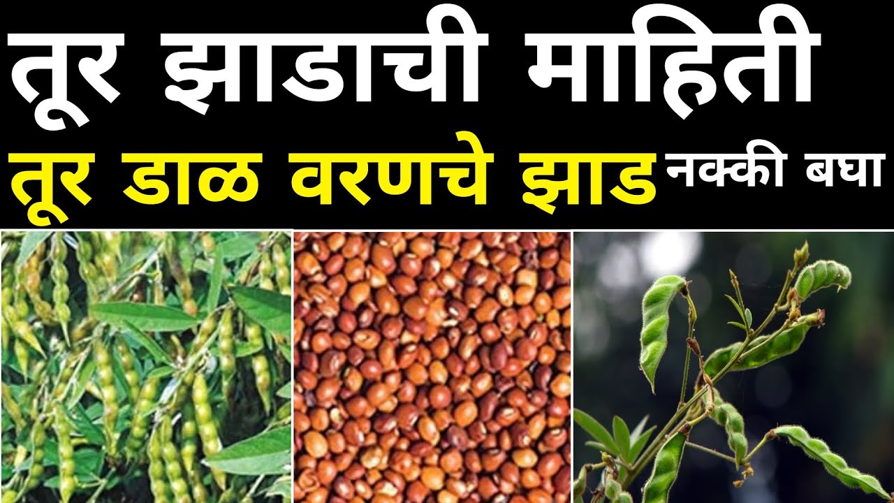 tur zadachi mahiti | tur zad | turiche zad | tur dal chi mahiti | tur ...