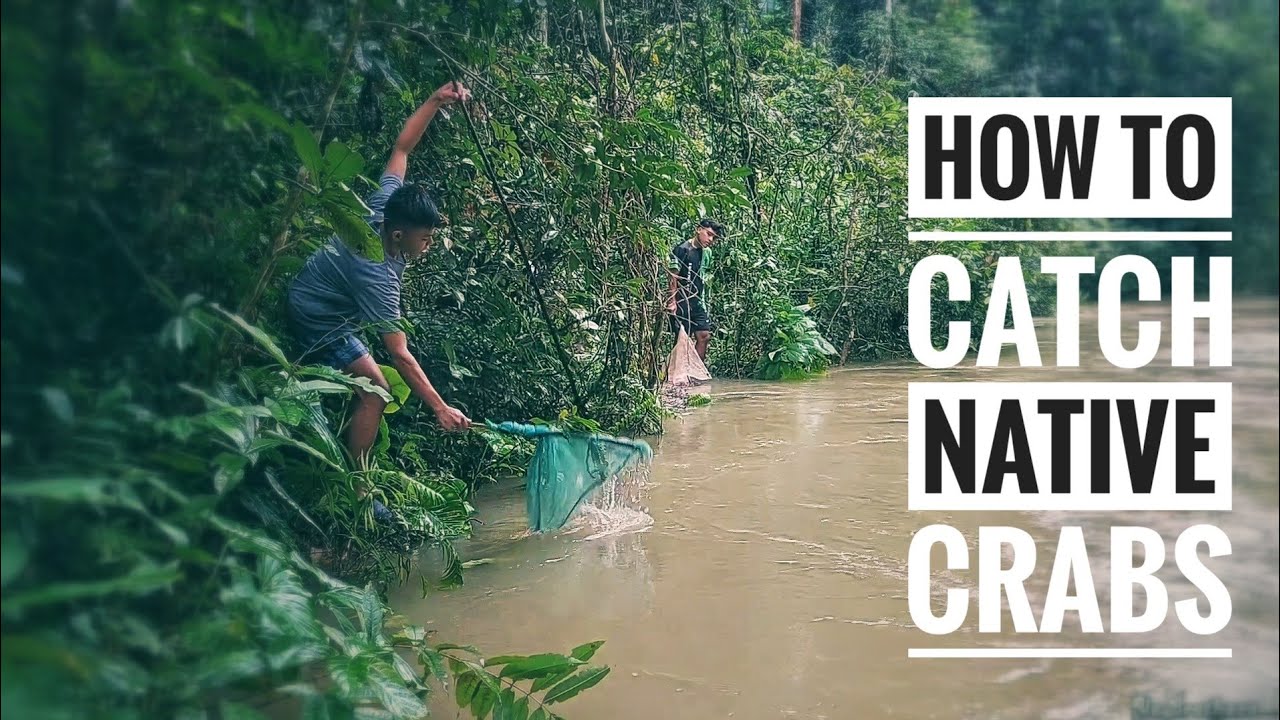 PAANO MANGHULI NG AWANG O NATIVE CRABS WATCH THIS VIDEO || BUHAY ...