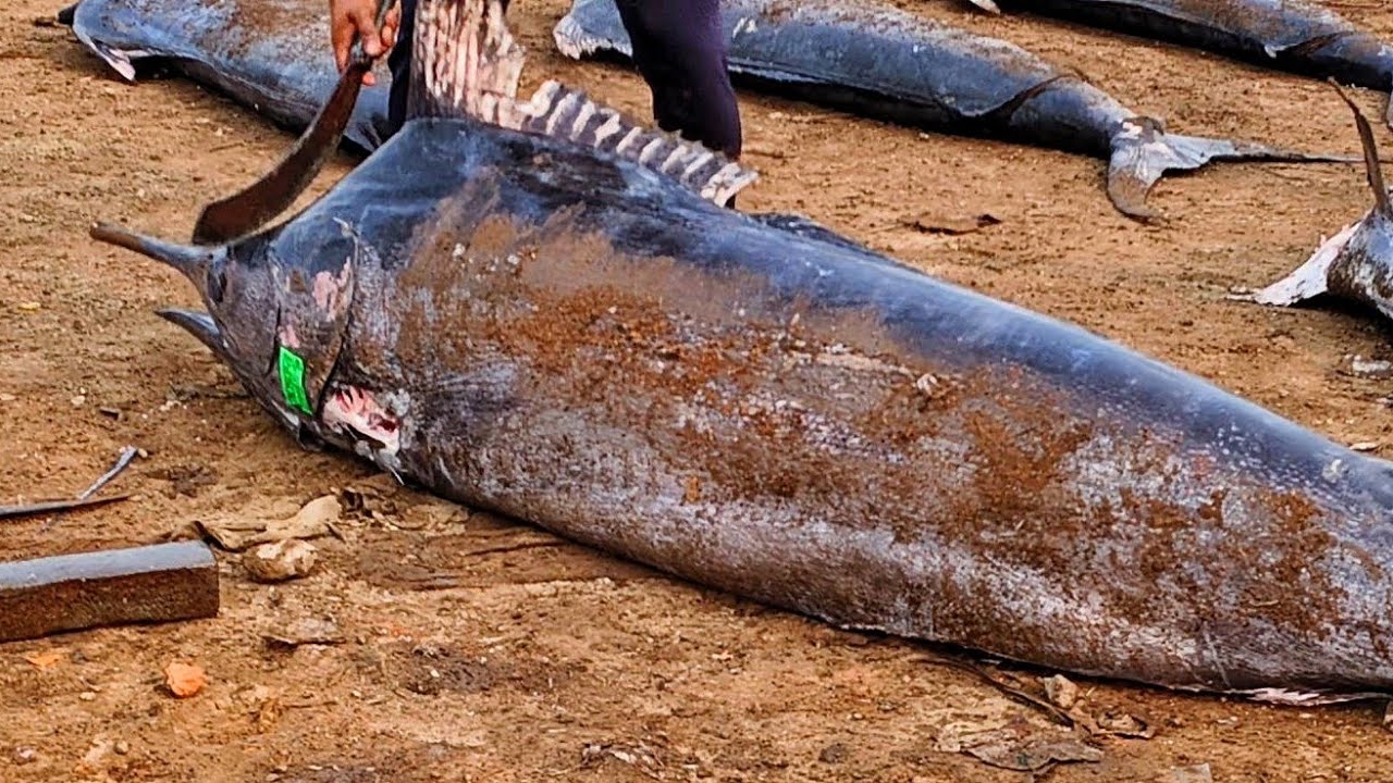 Big 300kg Giant Konam Fish Cutting | Amazing Cutting Skills | Fish ...