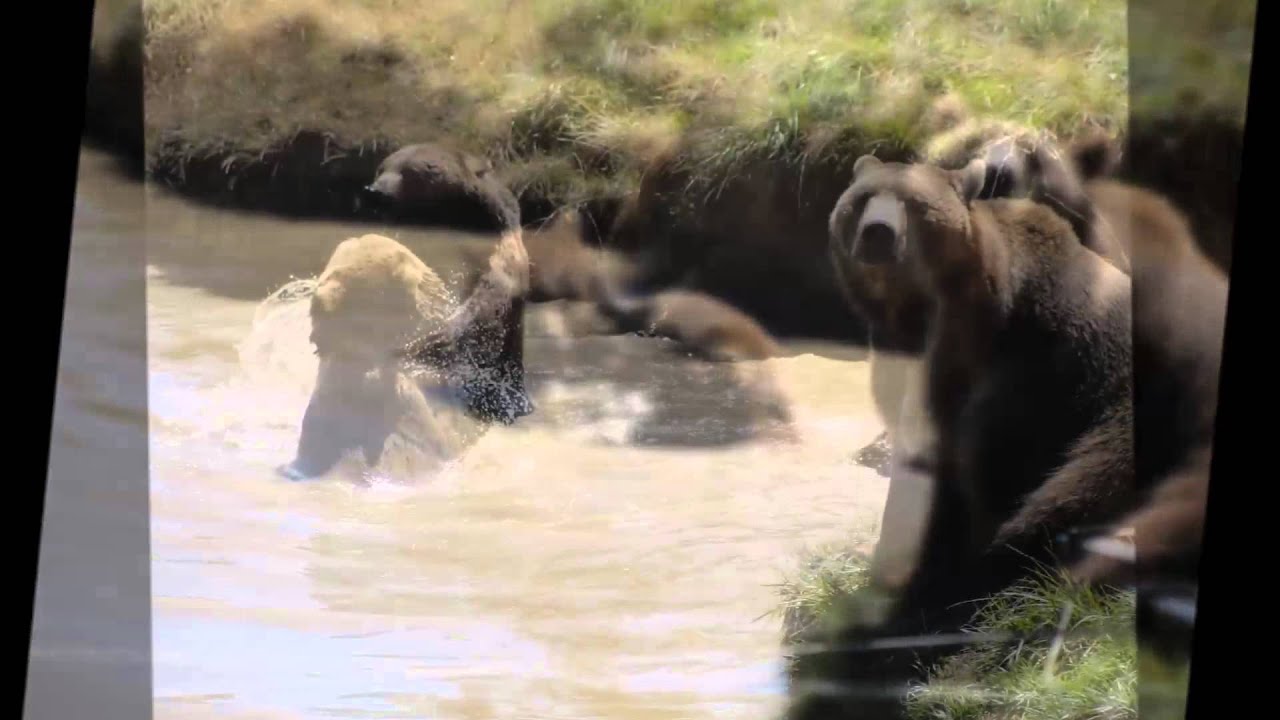 Wildlife Safari, Winston Oregon - YouTube