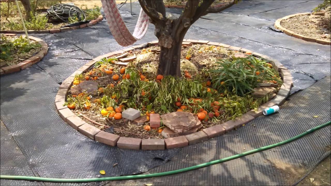 DG Garden Project - YouTube