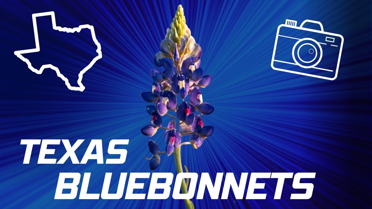 Wildflower Photography - Texas Bluebonnets - YouTube