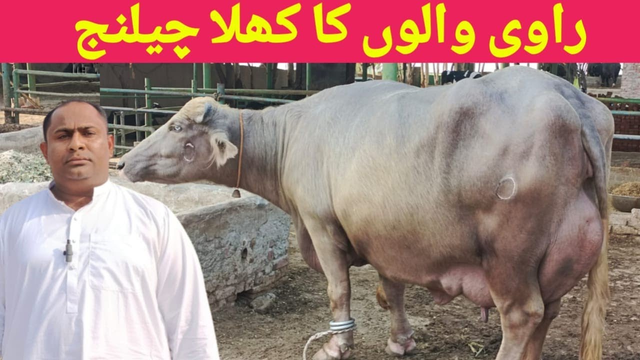 Beautiful High Milking Ravi Buffalo Farm || Rana Umair Sb || Hafiz ...