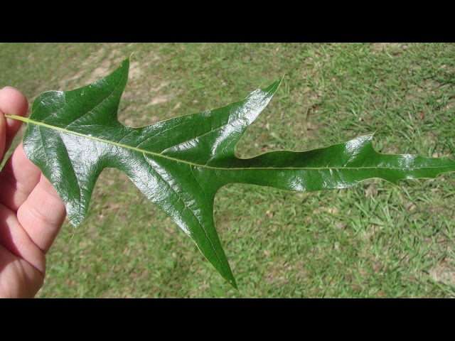 Quercus Falcata Leaf Quercus Falcata KnowYourWeeds