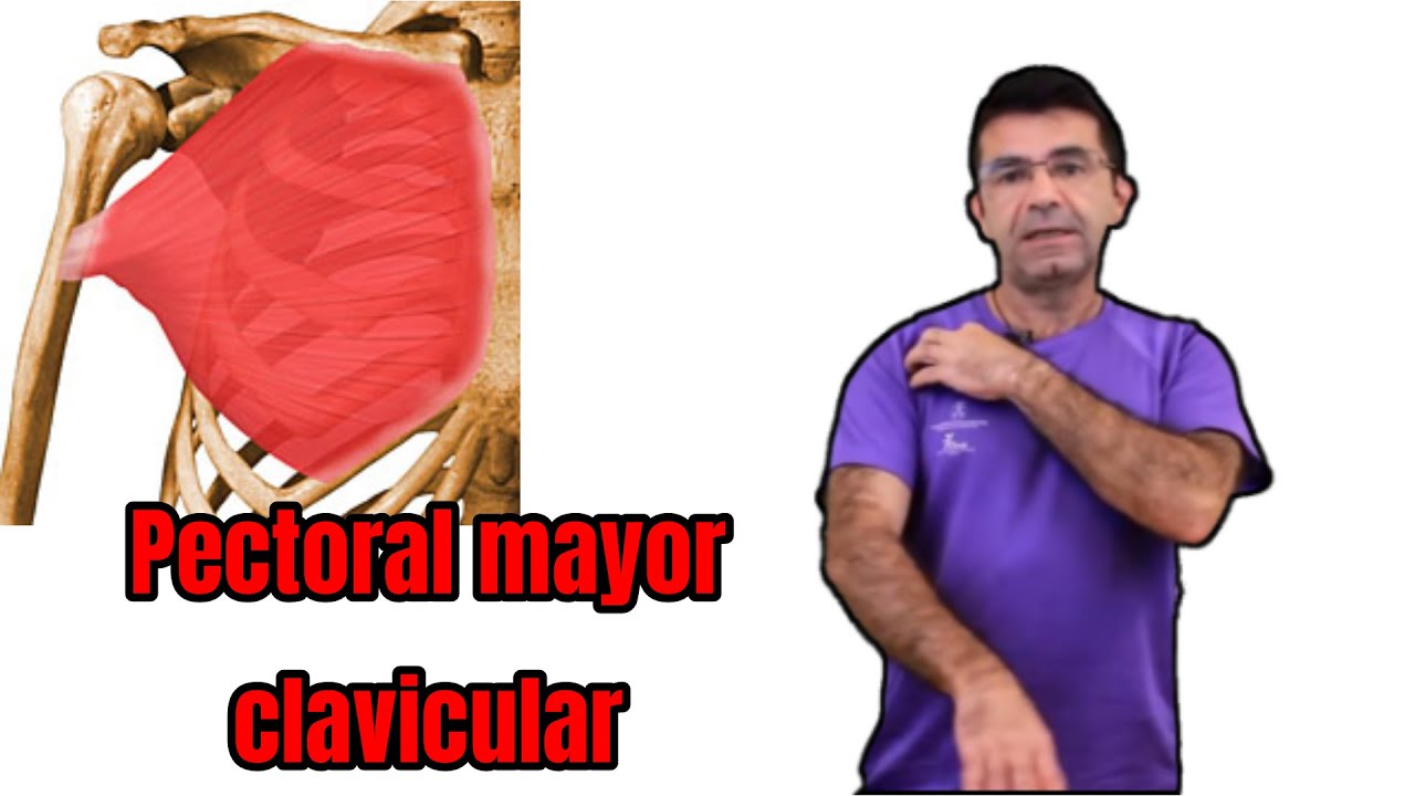 Pectoral Mayor Clavicular - YouTube