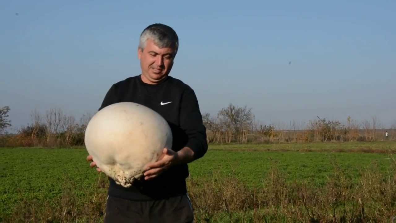 ciuperca gigant - 7,5 kg - Langermannia Gigantea - YouTube