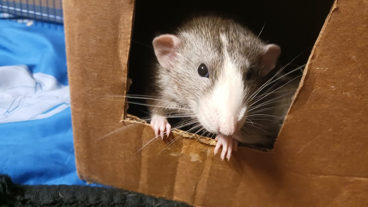 my cute rats: compilation #5 - YouTube